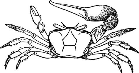 Fiddler Crab ClipArt ETC