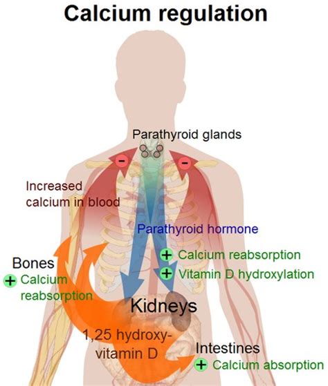 Vitamin D And Calcium In Arteries At Benjamin Hutchison Blog