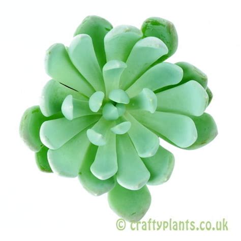 X Pachyveria Scheideckeri Succulents From Craftyplants Uk