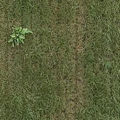 Weed Detection 2 Object Detection Dataset By Weed Detection