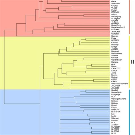 Horizontal Upgma Tree Showing Hierarchical Clustering Of Selected Boro Download Scientific