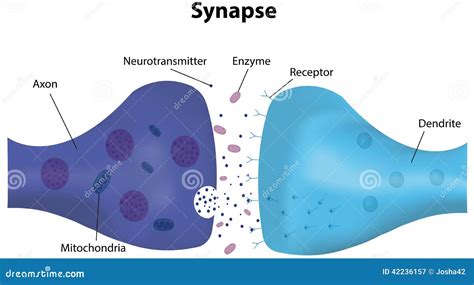 Synapse Labeled Diagram Cartoon Vector 42236157