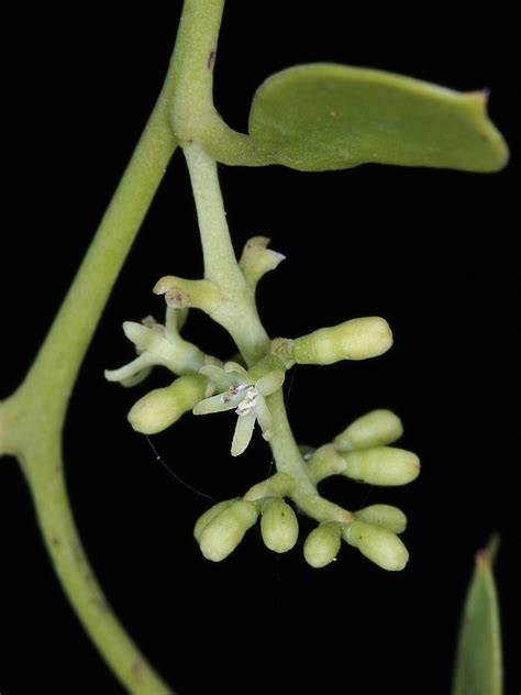 Struthanthus Flexicaulis From Estação Ecológica Do Jardim Botânico De Brasília Brasília Df