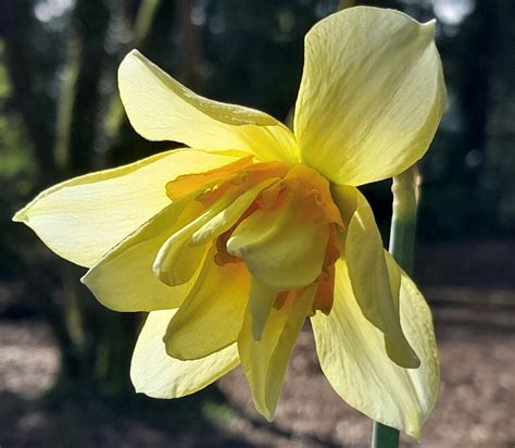 Plants Project Five Favourite Daffodil National Trust For Scotland