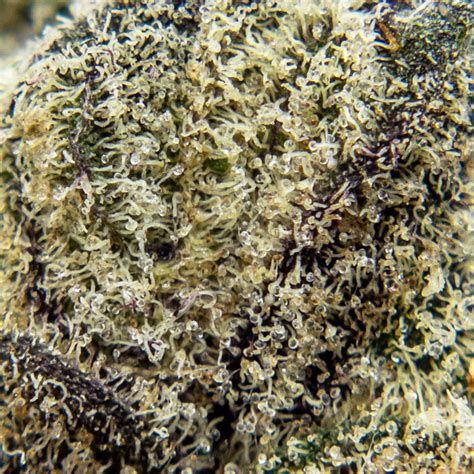 Buy Frozen Blueberry Wtf Online Dispensary