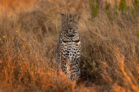 Leopards Of Laikipia And Elephants Of Amboseli Kenya Nature And