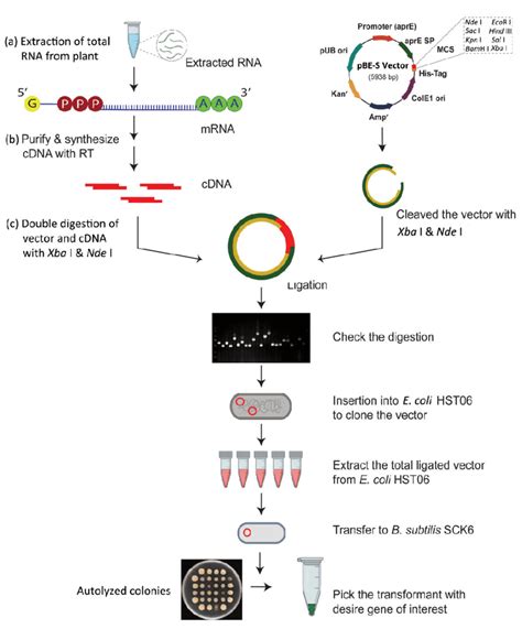 Cdna Library