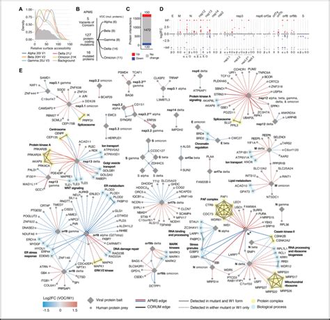Mutations In Variant Proteins Rewire Virus Host Protein Interactions
