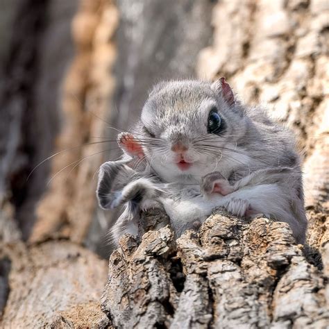 이세상 귀여운 것들 윙크하는 하늘다람쥐 Daum 카페