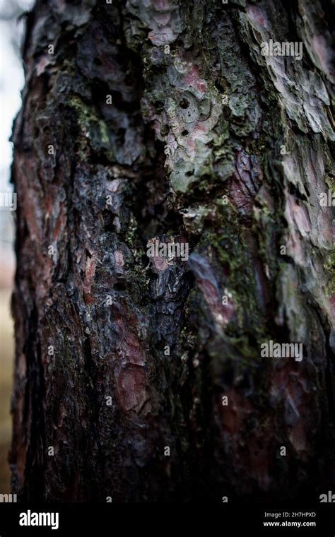 Tree Trunk Close Up With Sky In Background Beautiful Colorful Textured Tree Bark With Holes And