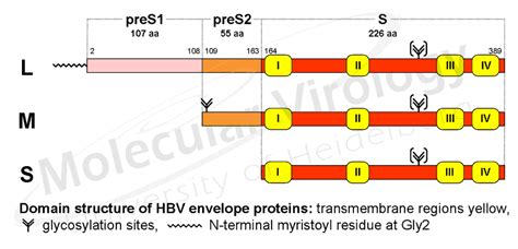 1 Morphology And Genome Organization Universitätsklinikum Heidelberg