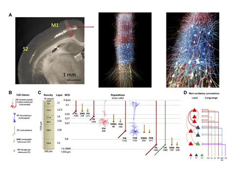 Models · Netpyne Open Source Package For Neuronal Networks