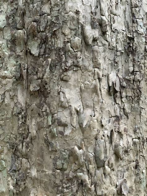 Different Types Of Bark Use It As A Beautiful Background Stock Photo Image Of Strange Twig