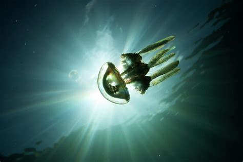 Papuan Jellyfish In Jellyfish Lake Photograph By Hiroya Minakuchi Pixels