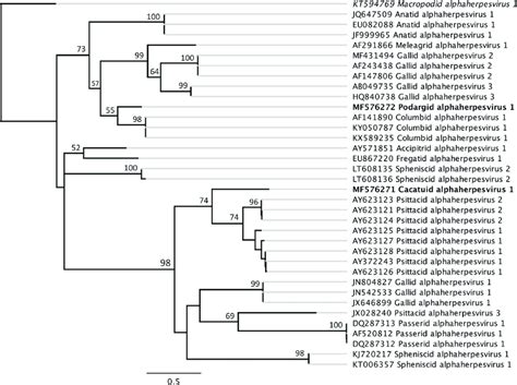 phyml maximum likelihood phylogenetic tree of avian alphaherpesviruses