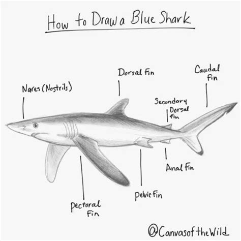 Blue Shark Drawing Lesson Learn How To Draw A Blue Shark Silky Shark