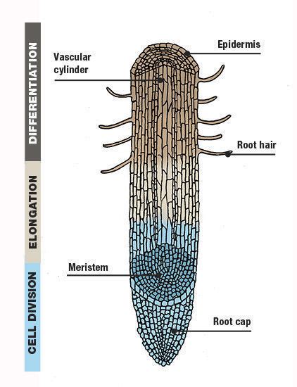 Plant Root Cell