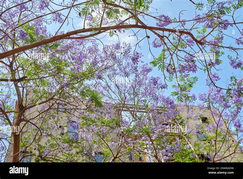 Purple Tree On Blue Sky And Yellow Building Background Exotic Violet Or Purple Flowers Of Blue