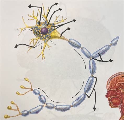 Neuron Identification Quiz Diagram Quizlet