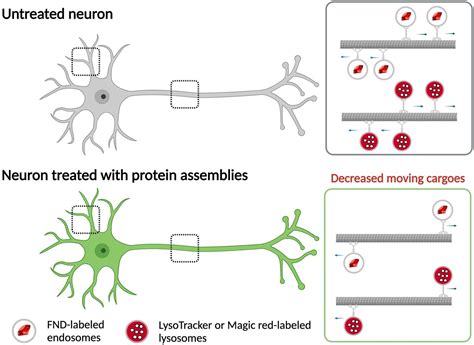 Neuron Cell Microscope Labeled