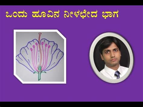 How To Draw Longitudinal Section Of Flower Class YouTube