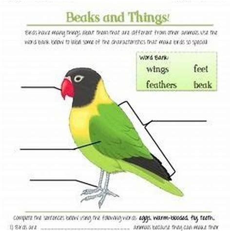 What Animal Classification Is A Bird Diy Seattle