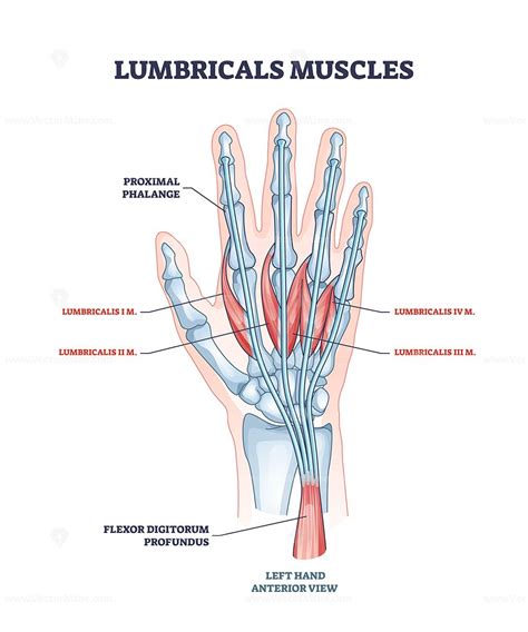 Lumbricals Muscles As Hand And Fingers Muscular Part Anatomy Outline