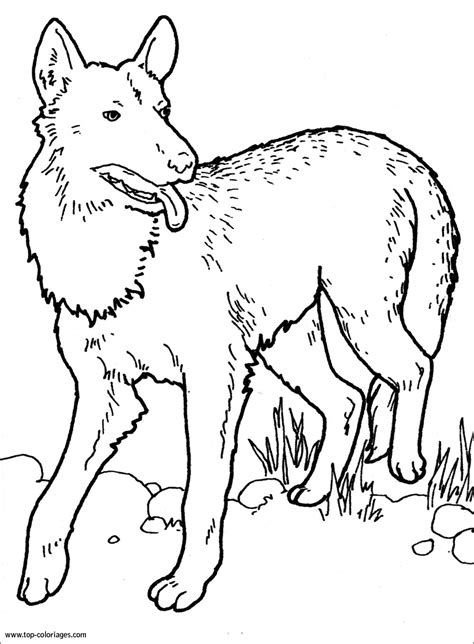 Coloriage Loup
