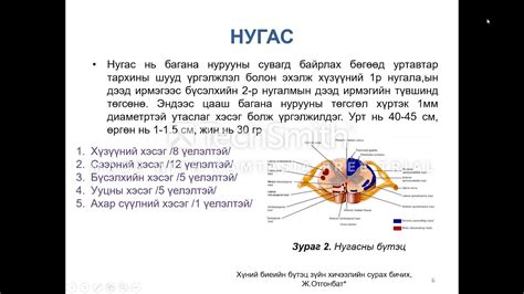 Төв мэдрэлийн систем ба биомеханик Youtube