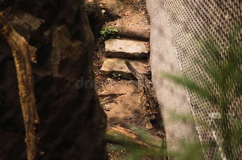 Clouded Leopard In The Bright Sunlight At A Zoo Stock Image Image Of
