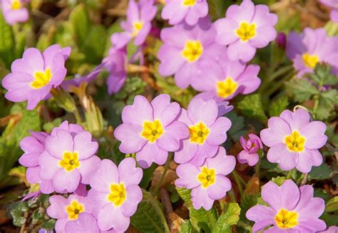 300 Kostenlose Primeln Und Blumen Bilder Pixabay