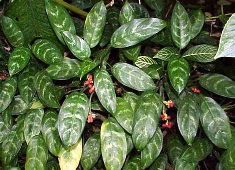 Ядовитые комнатные растения