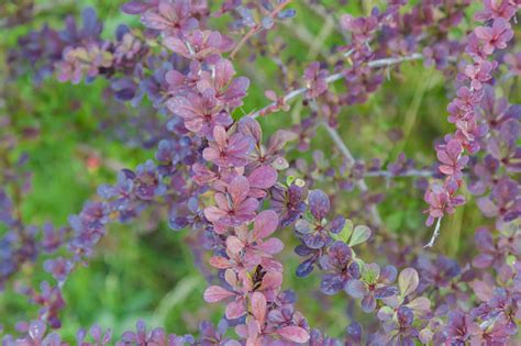 매 발톱 나무 Berberis 부시 지점 노란색 꽃 녹색 배경입니다 Berberis 또는 매 발톱 나무 관목 정원에서 개화 가