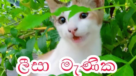 රන්ඩු කරනවද සෙල්ලම් කරනවද🤗🤗 Youtube