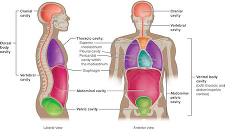 Dorsal Body Cavity Organs And Membranes Lesson