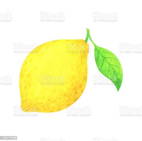 잎이있는 수채화 레몬 노란색 감귤류의 생생한 그림 클리파트 손으로 육즙이 많은 레몬 과일을 그렸습니다 0명에 대한 스톡 벡터 아트 및 기타 이미지 Istock