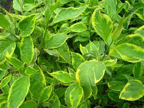 Дерен - cornus: описание, условия выращивания и уход - Сибирский Оазис
