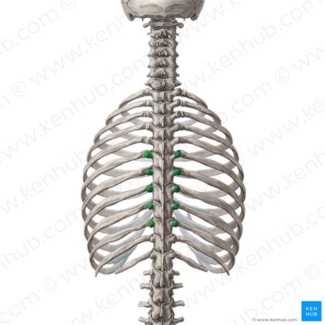 Semispinalis Thoracis Anatomy Innervation Action Kenhub