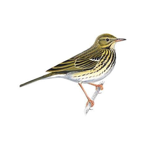 Tree Pipit Bird Facts Anthus Trivialis