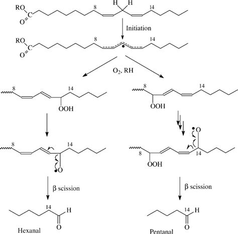 Schematic Illustration On The Formation Of By Products Hexanal And