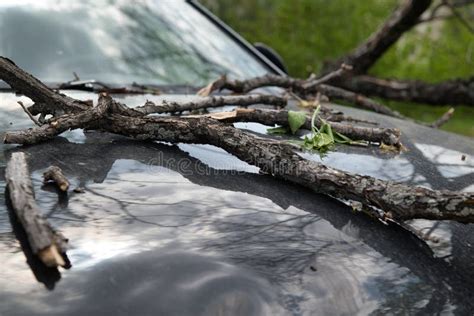 Strong Wind Broke Tree That Fell On Car In The Parking Lot Stock Image Image Of Smash Broken