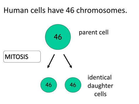 Ppt Human Cells Have 46 Chromosomes Powerpoint Presentation Free