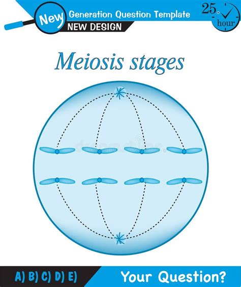 Mitosis 4 Stages