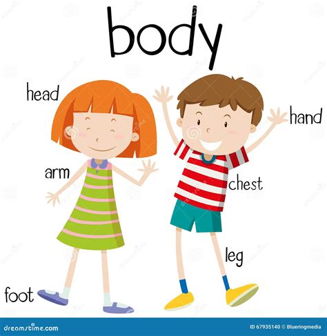 Diagrama Humano Das Partes Do Corpo Ilustração Do Vetor Ilustração De Ciência Pouco 67935140