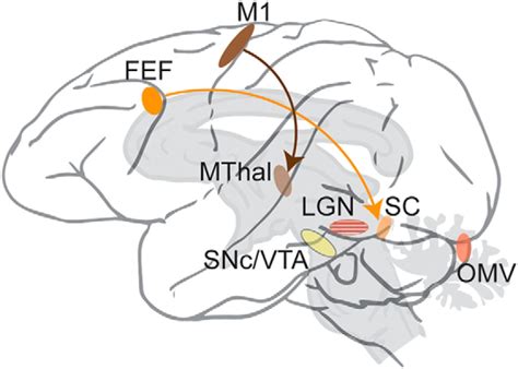 Nonhuman Primate Optogenetics Recent Advances And Future Directions Journal Of Neuroscience