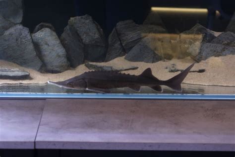 철갑상어 키우기 특징에 대해서 네이버 블로그