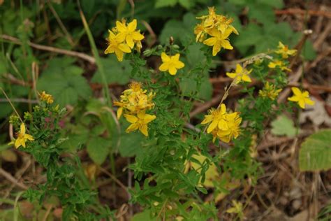 Hypericum Perforatum