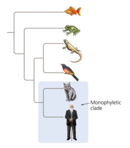 Evolution Final Exam Flashcards Quizlet
