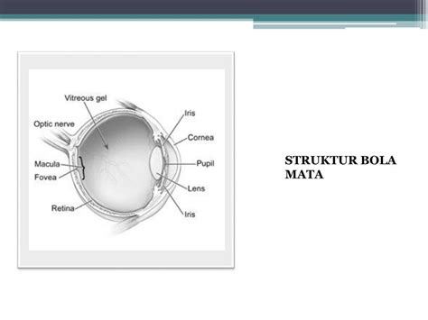 Ppt Vitreo Retina Powerpoint Presentation Free Download Id 2161206