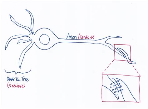 Structure And Functions Of Neuron Assignment Point